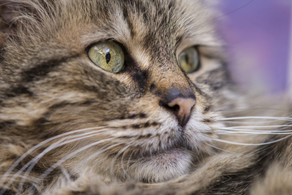 ¿Qué es el FIV? ¿Es el SIDA felino? - Progat Sabadell